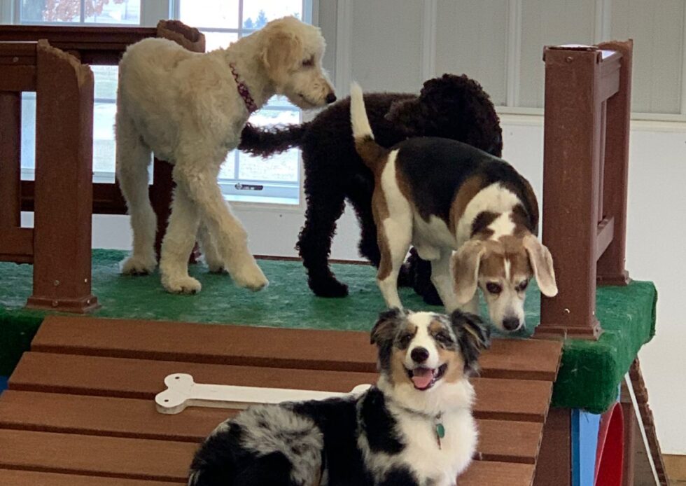 Dog Daycare Peoria Il